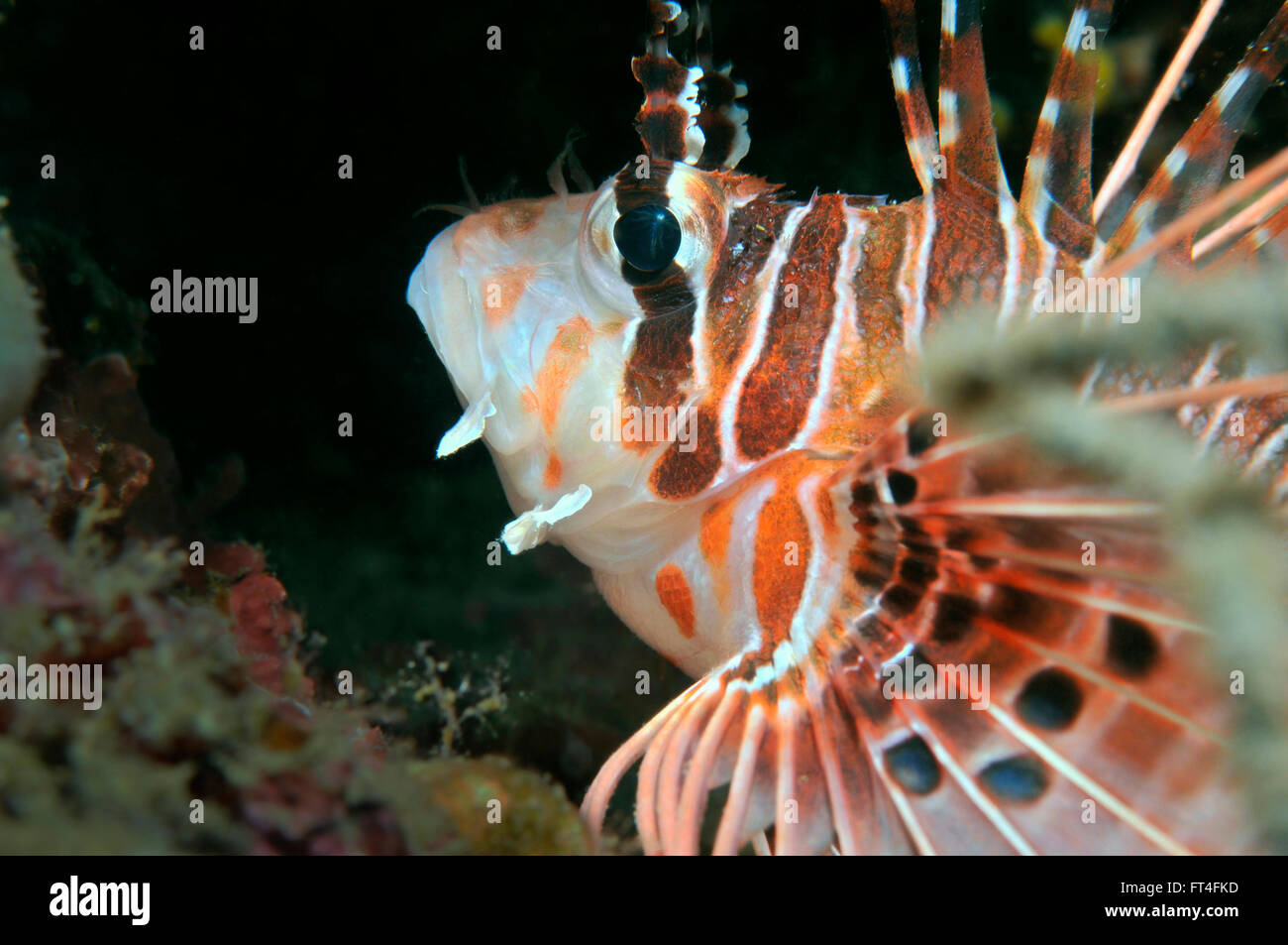 Half face portrait of a lionfish hidden in a cavern, Panglao ...