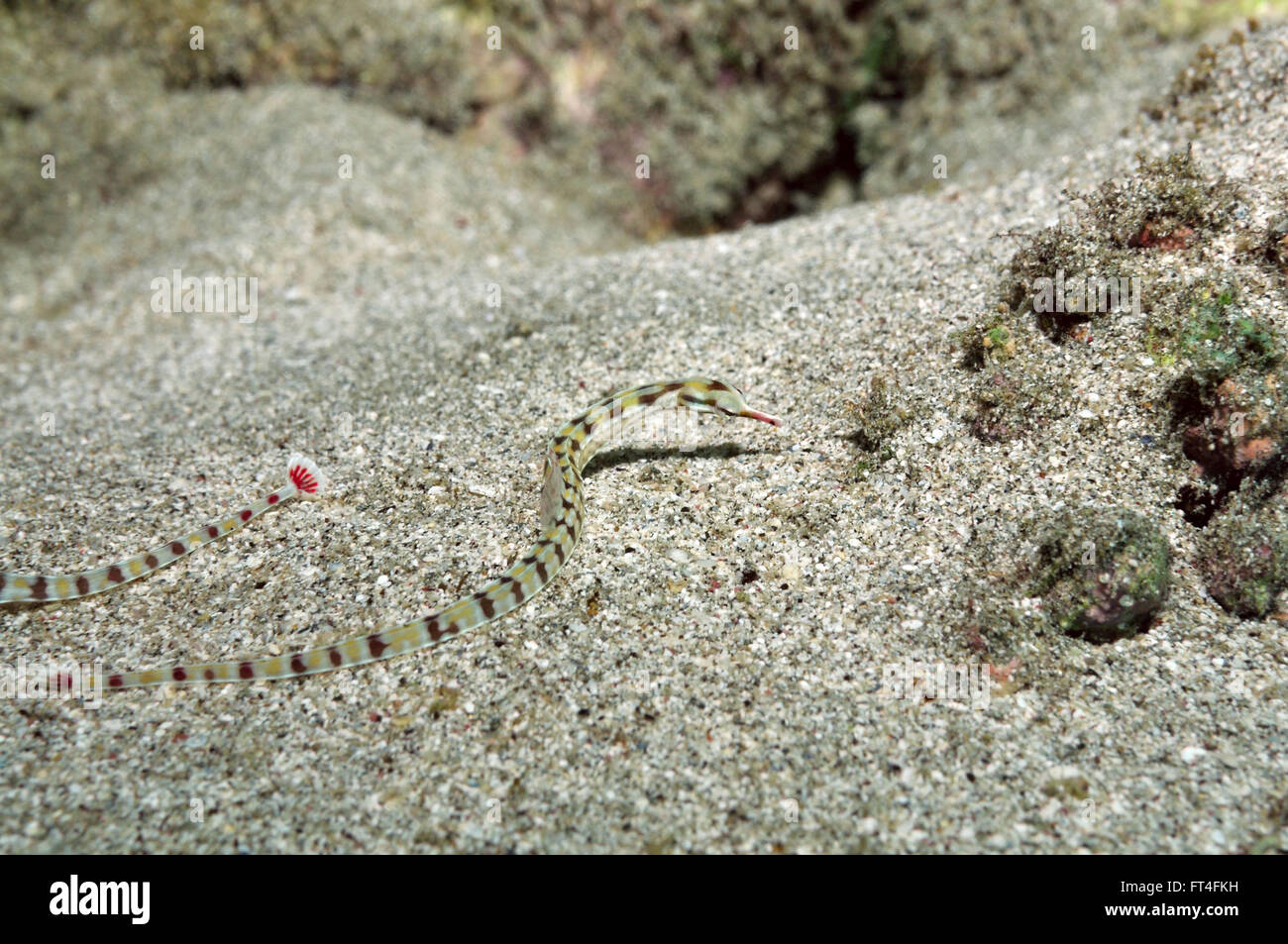 Red sea pipefish hi-res stock photography and images - Alamy