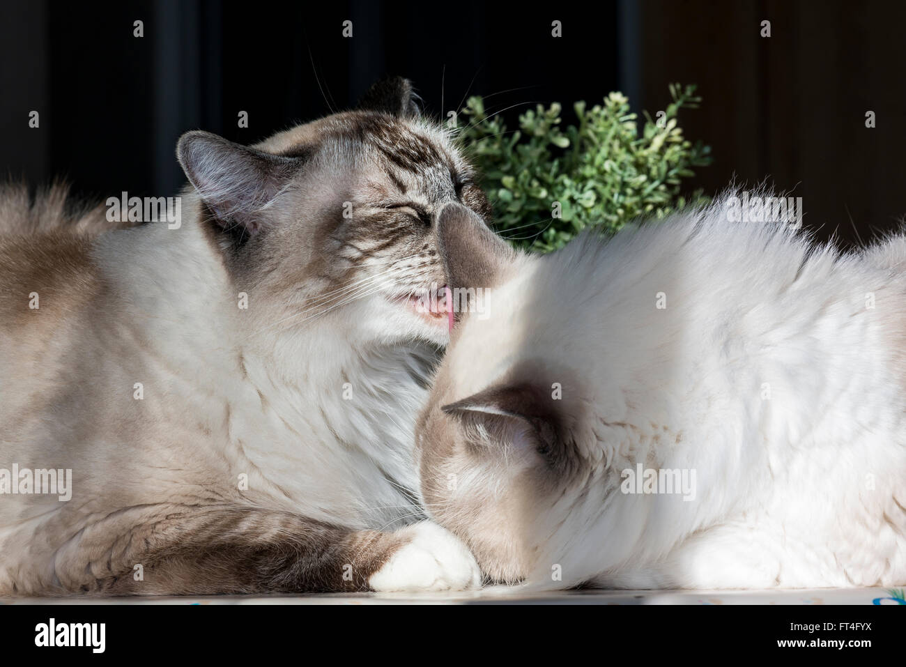 Ragdolls hi-res stock photography and images - Alamy