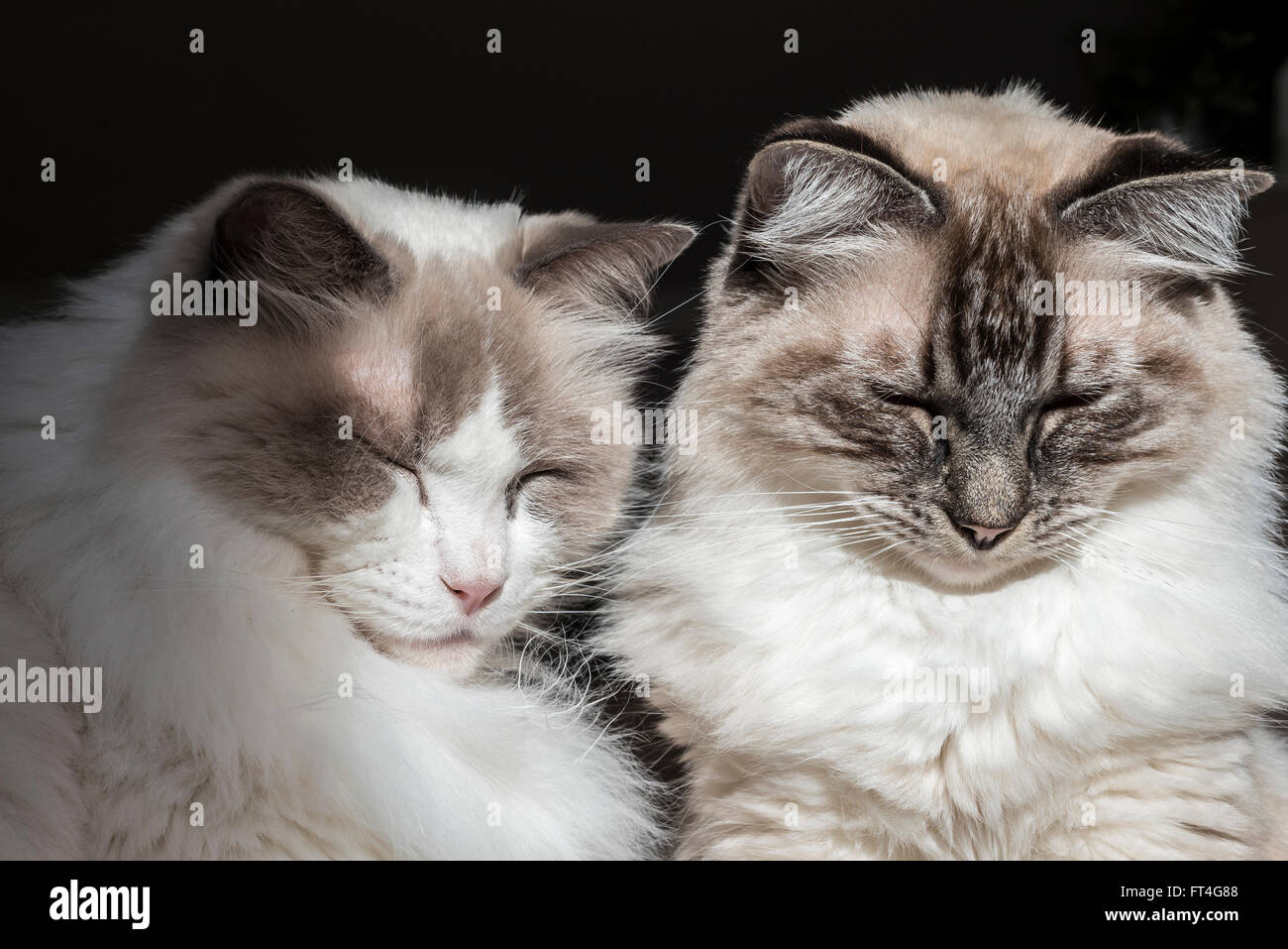 Ragdolls hi-res stock photography and images - Alamy