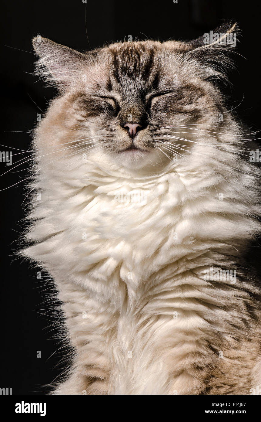 Blue Mitted Ragdoll High Resolution Stock Photography and Images - Alamy