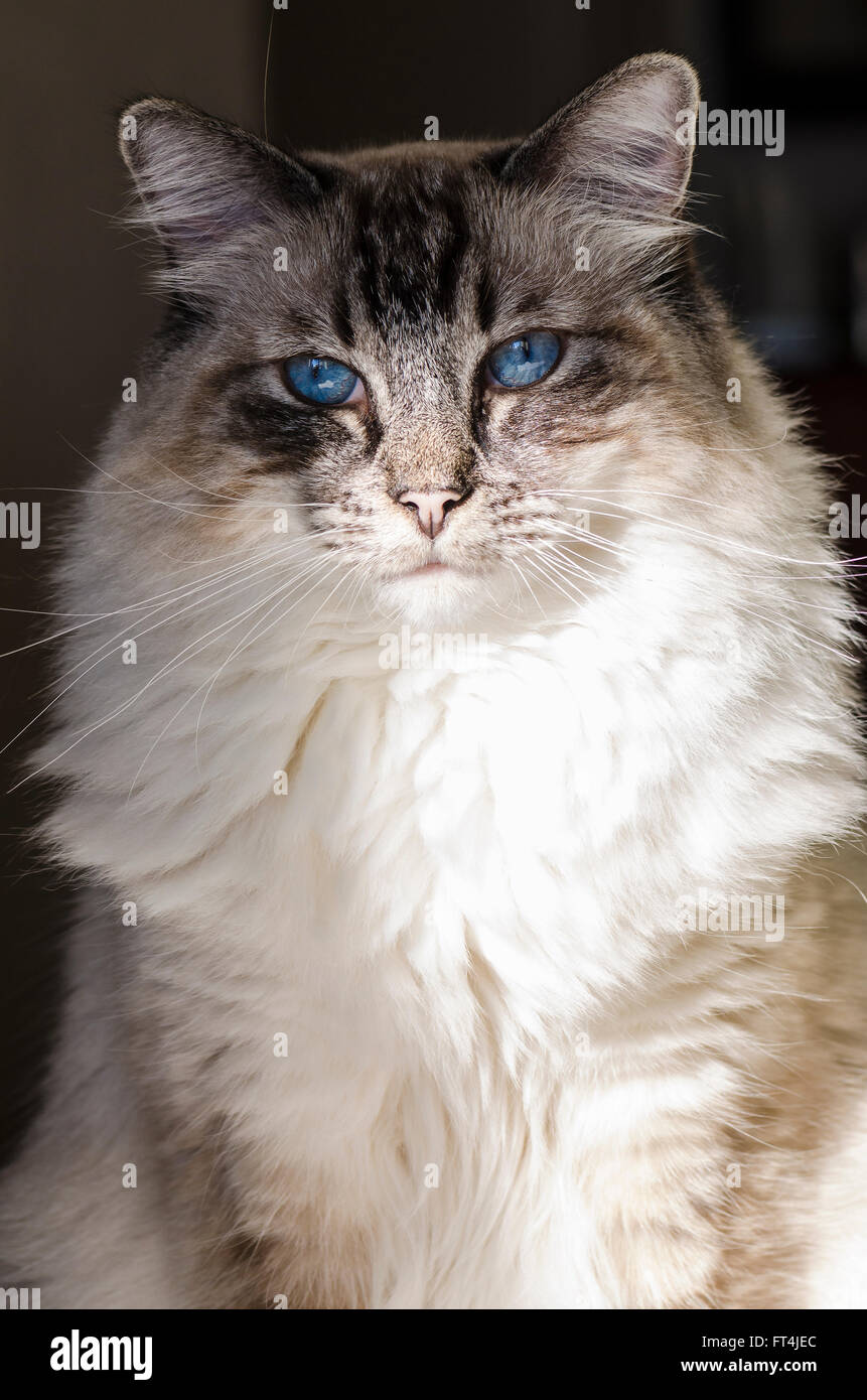 Blue mitted ragdoll hi-res stock photography and images - Alamy