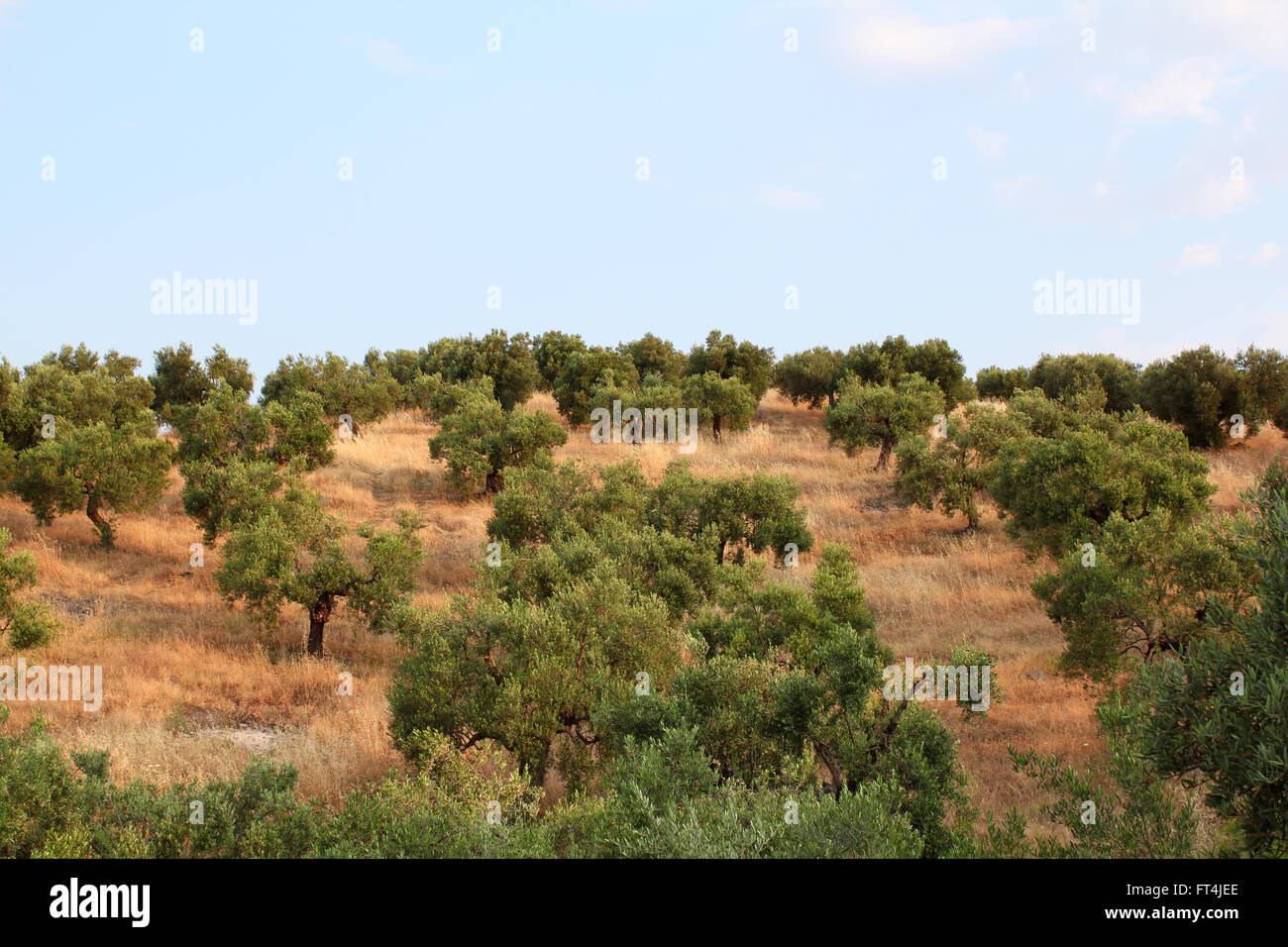 hill with olive trees Stock Photo - Alamy