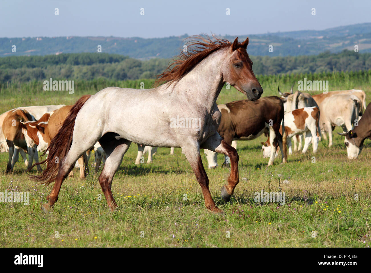 stallion running across the field Stock Photo - Alamy