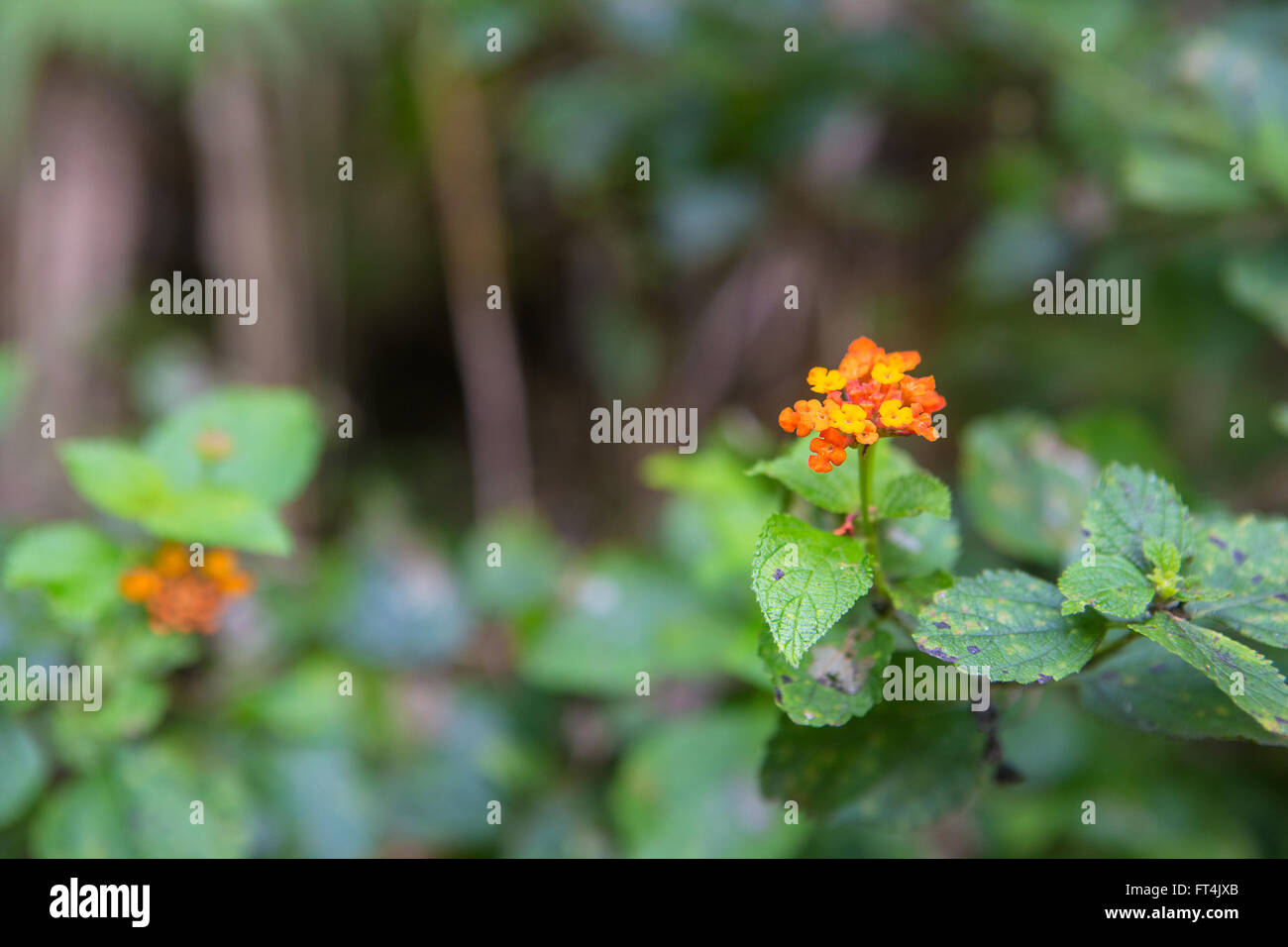 Hawaiian native plants hi-res stock photography and images - Alamy