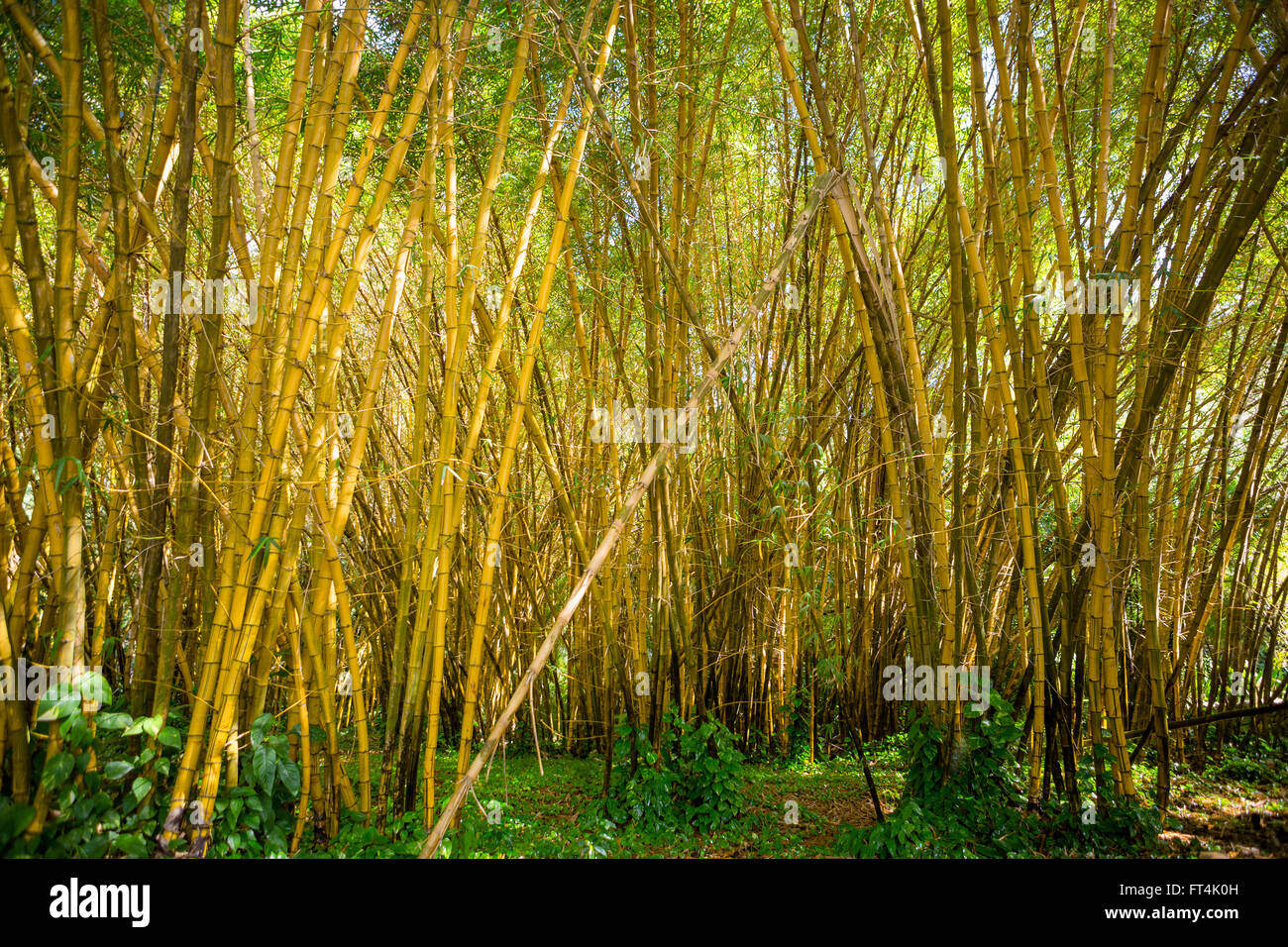 Lush green bamboo leaves hi-res stock photography and images - Alamy