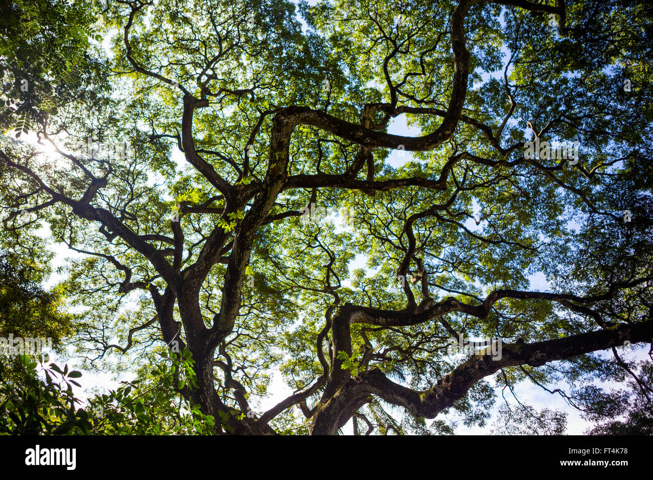 Allerton national botanical garden hi-res stock photography and images ...