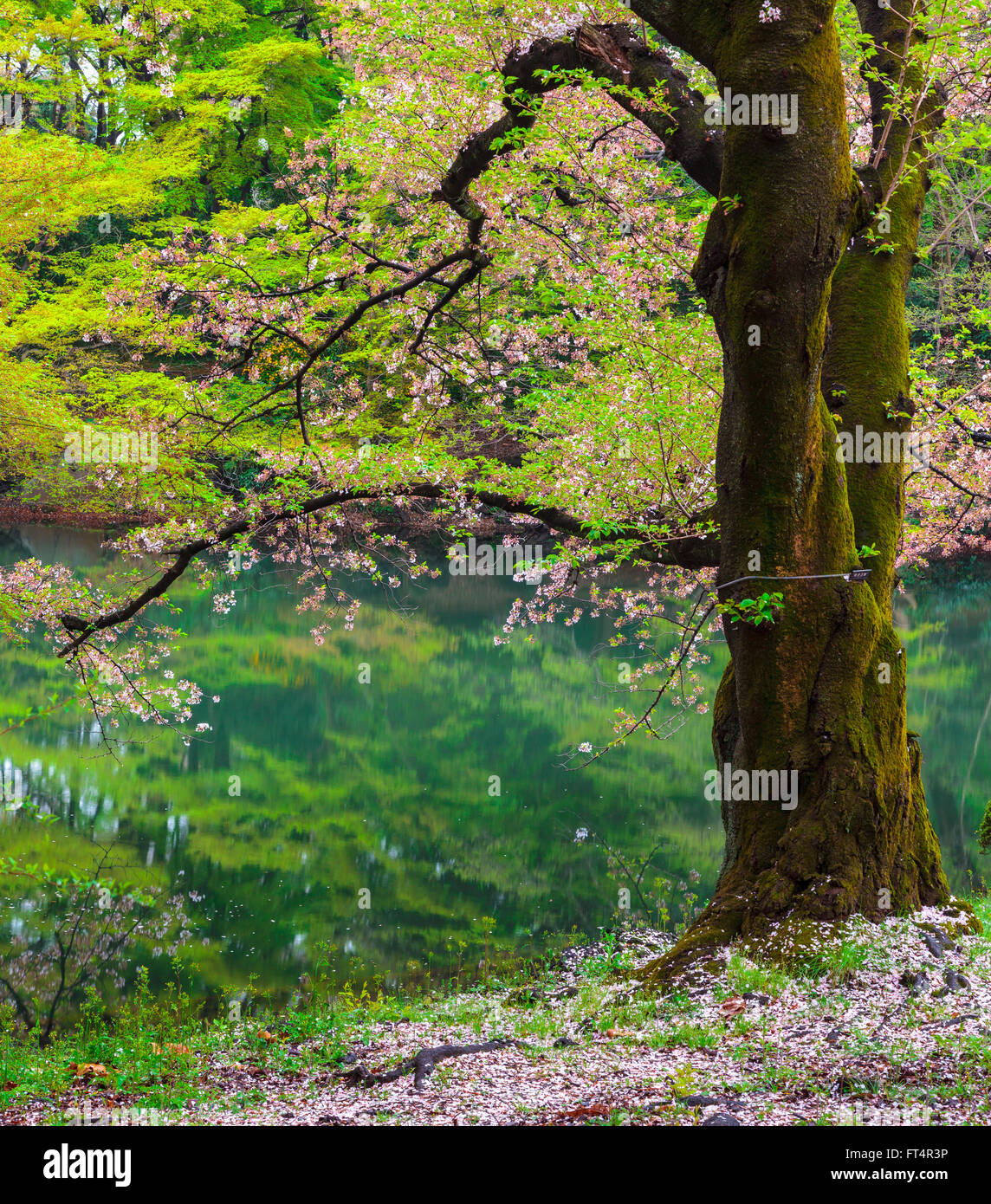 Tree in Shinjuku national garden, Tokyo, Japan Stock Photo - Alamy