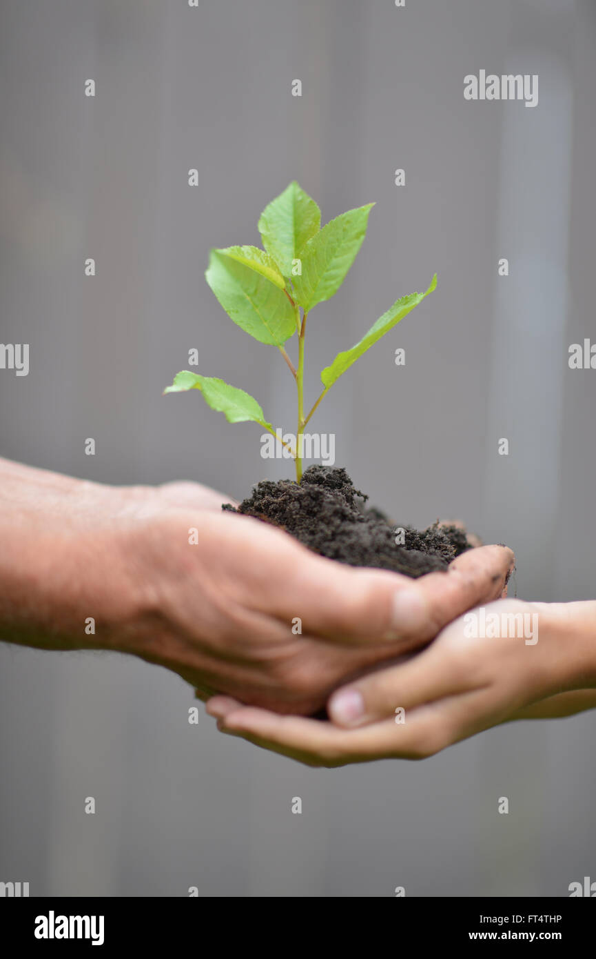 holding a young tree Stock Photo - Alamy