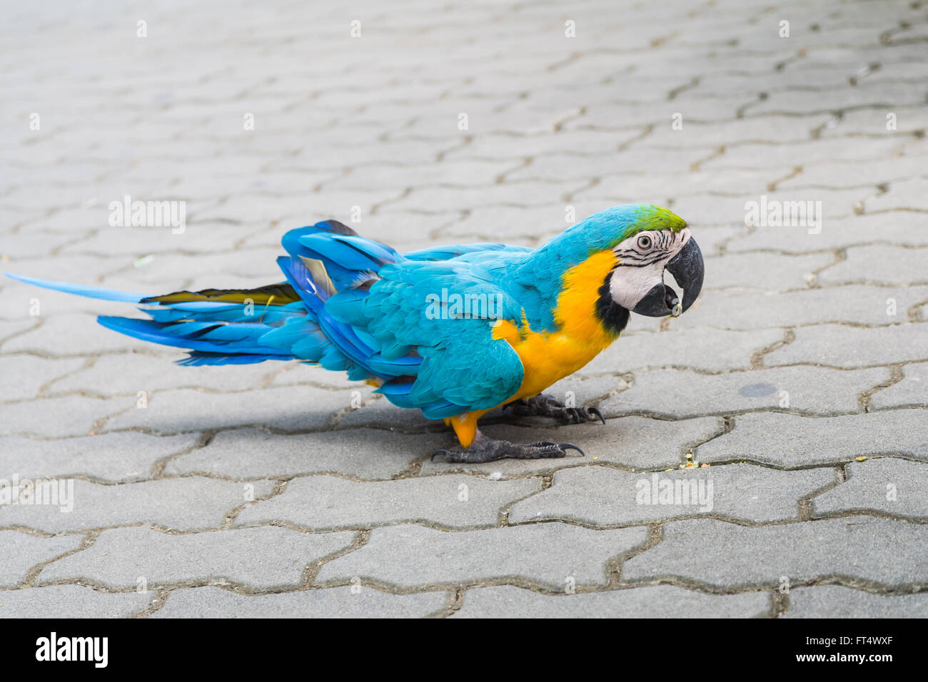 Parrot mouth hi-res stock photography and images - Alamy