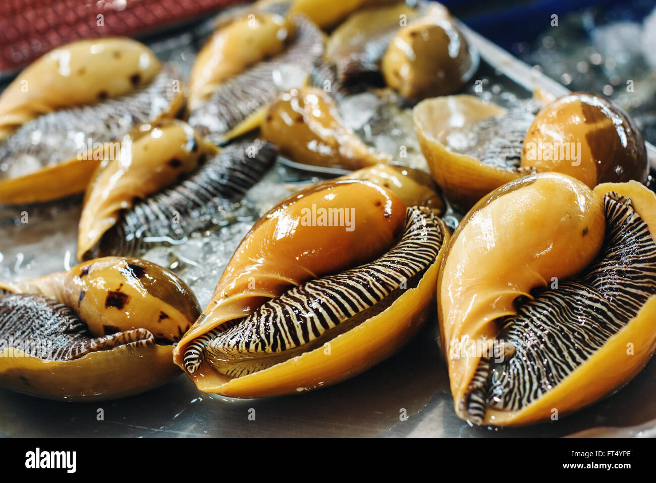 Orange mollusc at a Food Market in Thailand. Fresh Sea Food. Selective ...