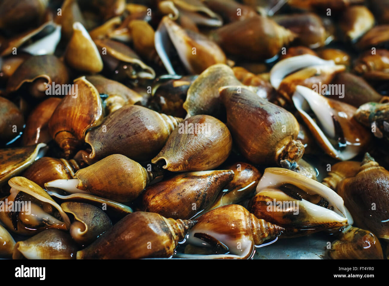 Food Background with Mollusc at a Fresh Market in Thailand. Sea Food ...