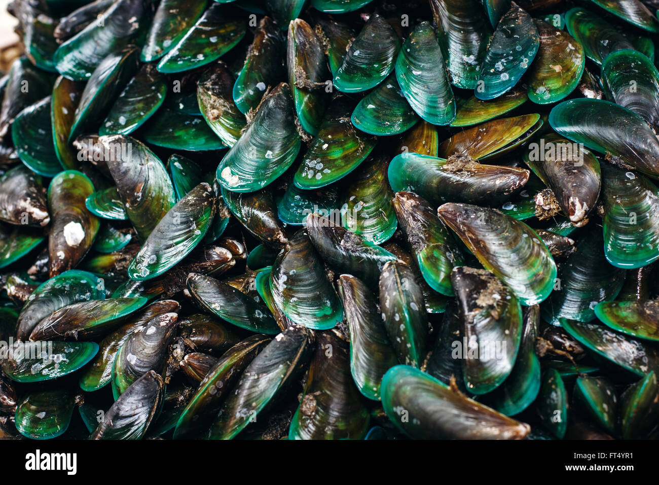 Fresh mussel texture hi-res stock photography and images - Alamy