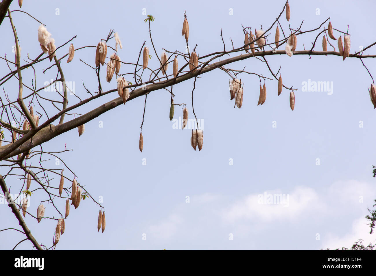 Ceiba leaf hi-res stock photography and images - Alamy