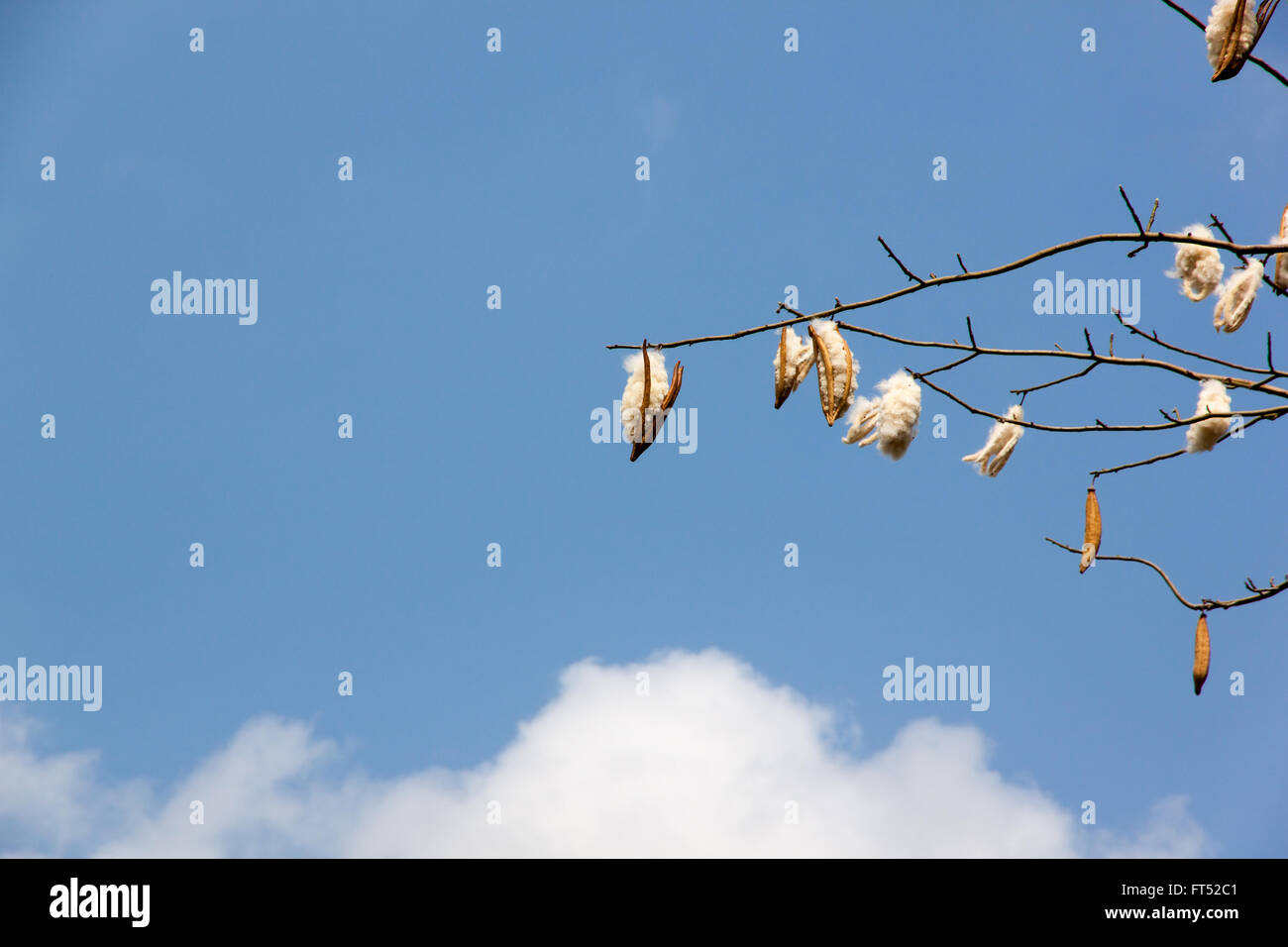 Ceiba pentandra seed hi-res stock photography and images - Alamy