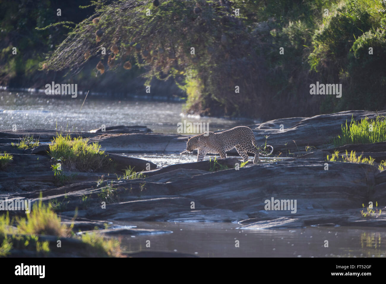 Leopard,Panthera pardus,crossing a river Stock Photo - Alamy