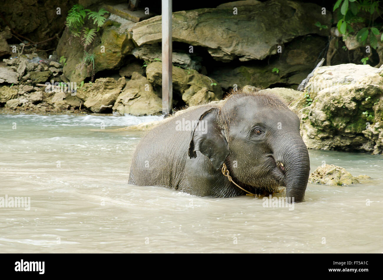 Baby elephant enjoy playing water at rivers streams Stock Photo - Alamy