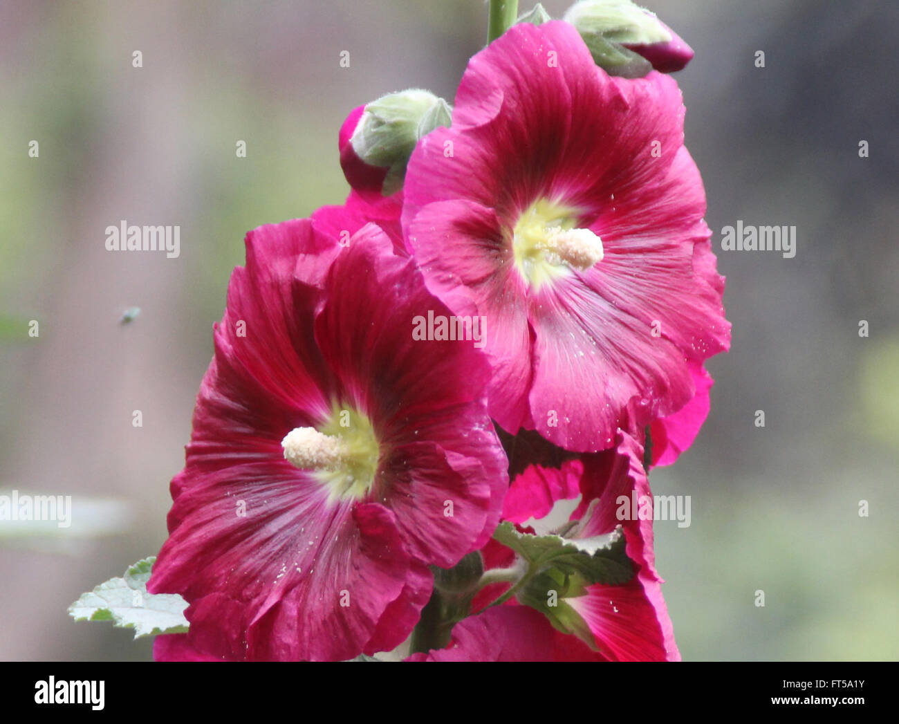 Tall red flowers hi-res stock photography and images - Alamy