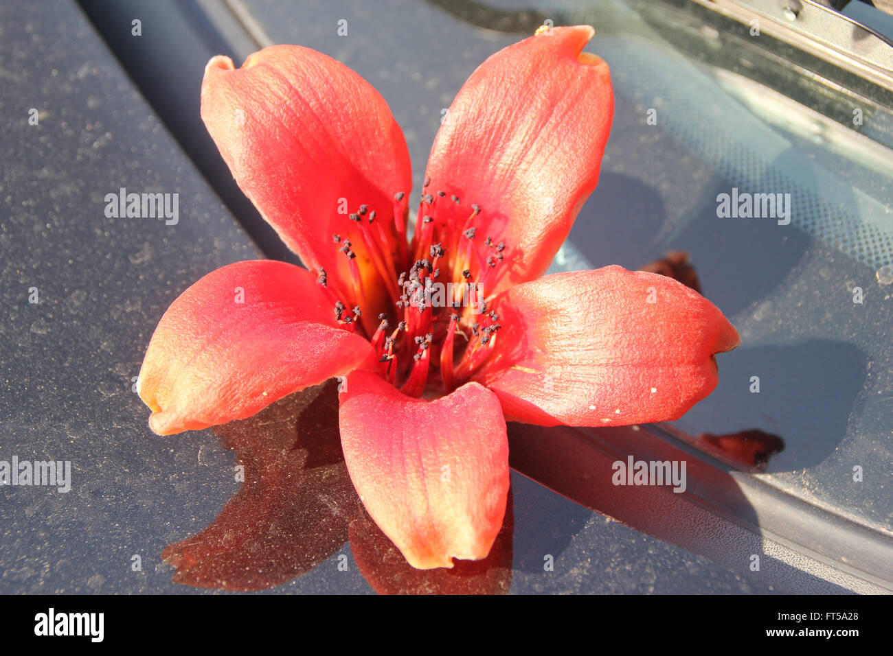 Bombax ceiba, Red silk-cotton tree, deciduous tree with large red ...
