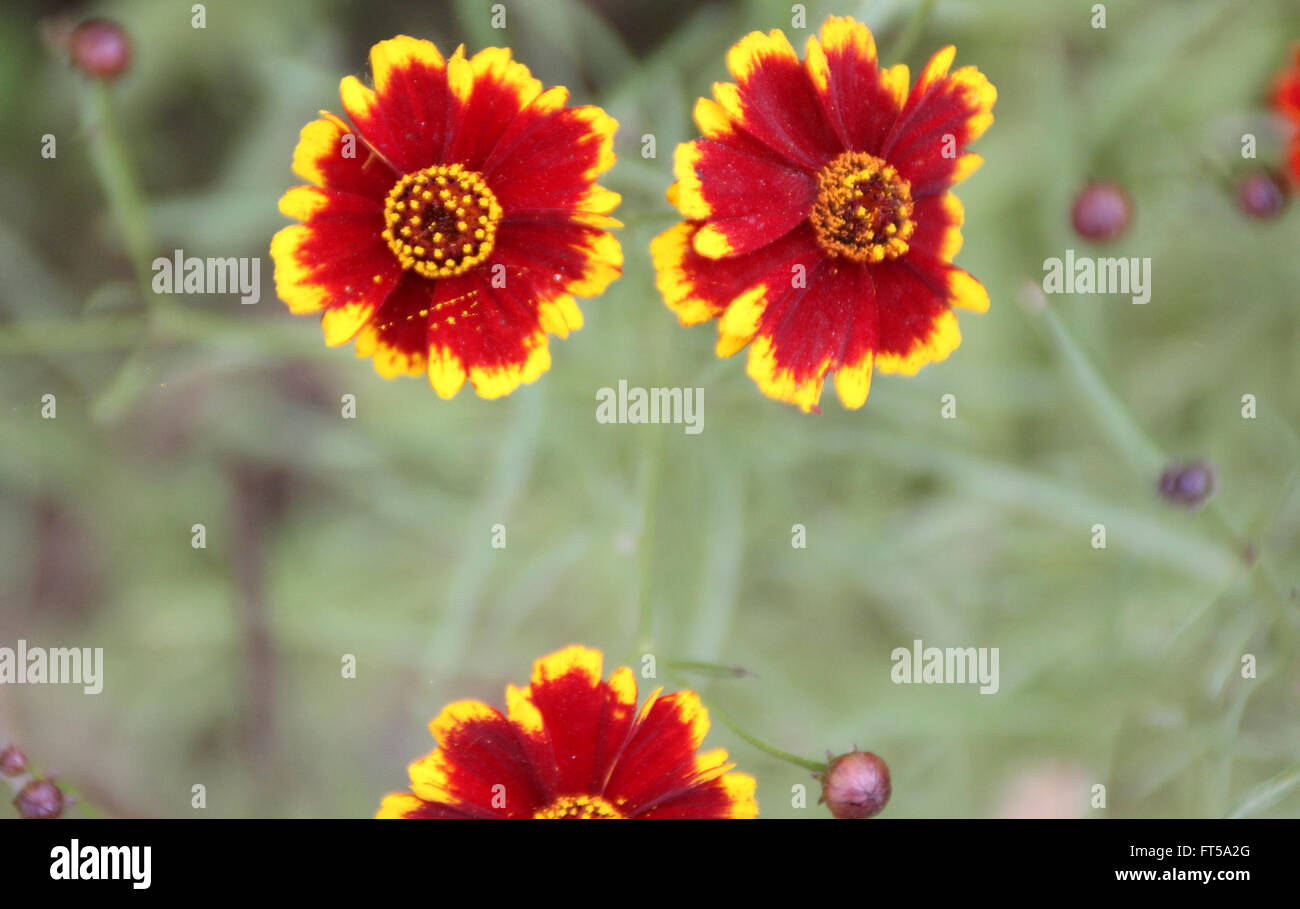 Coreopsis tinctoria 'Highland Blast', Highland Blast tickseed ...