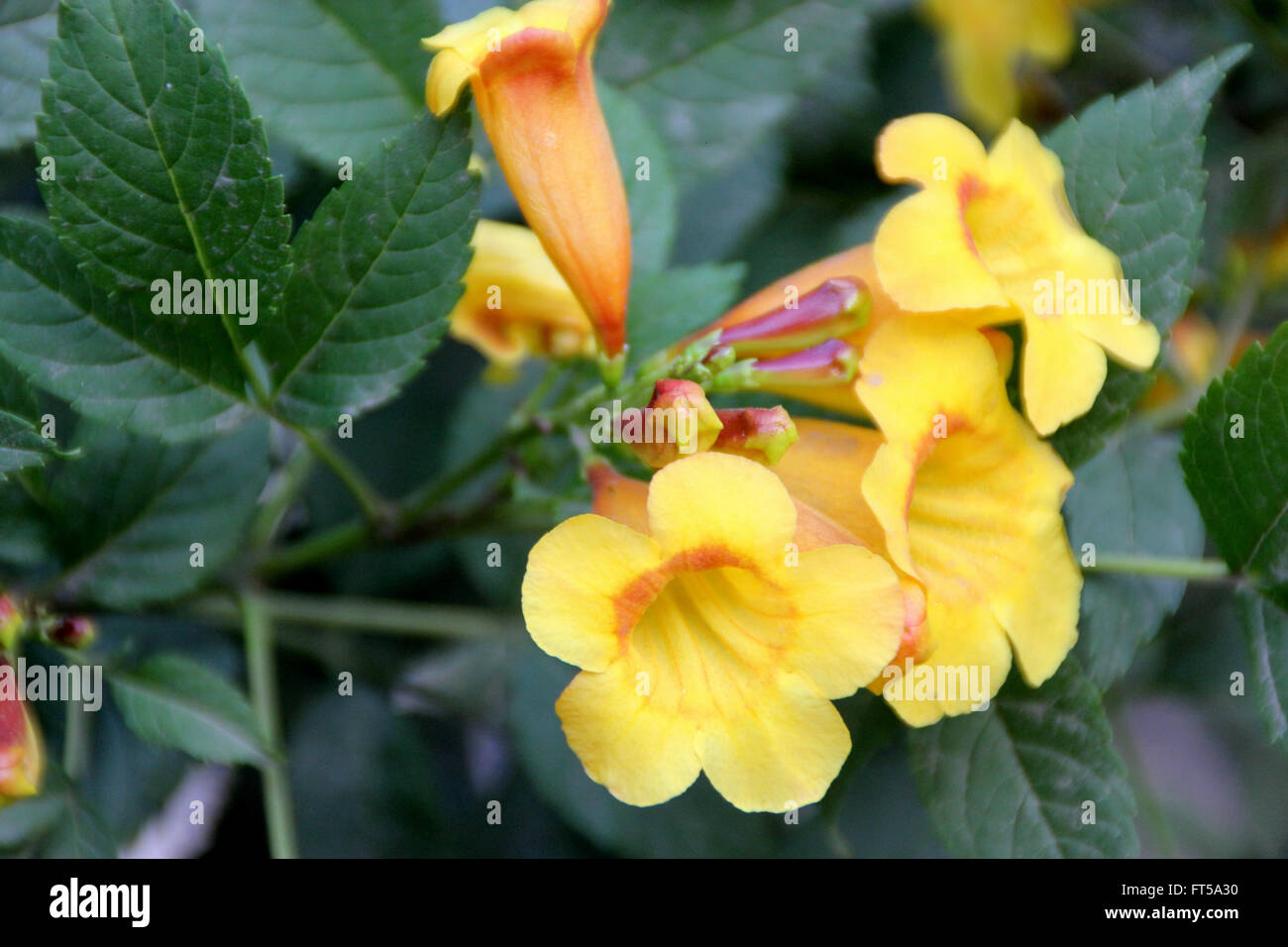 Tecoma stans, Yellow trumpetbush, evergreen shrub with pinnate compound ...