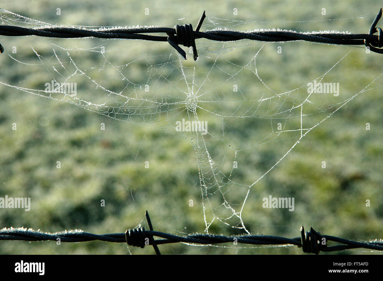 Cobwebs in the frost hi-res stock photography and images - Alamy