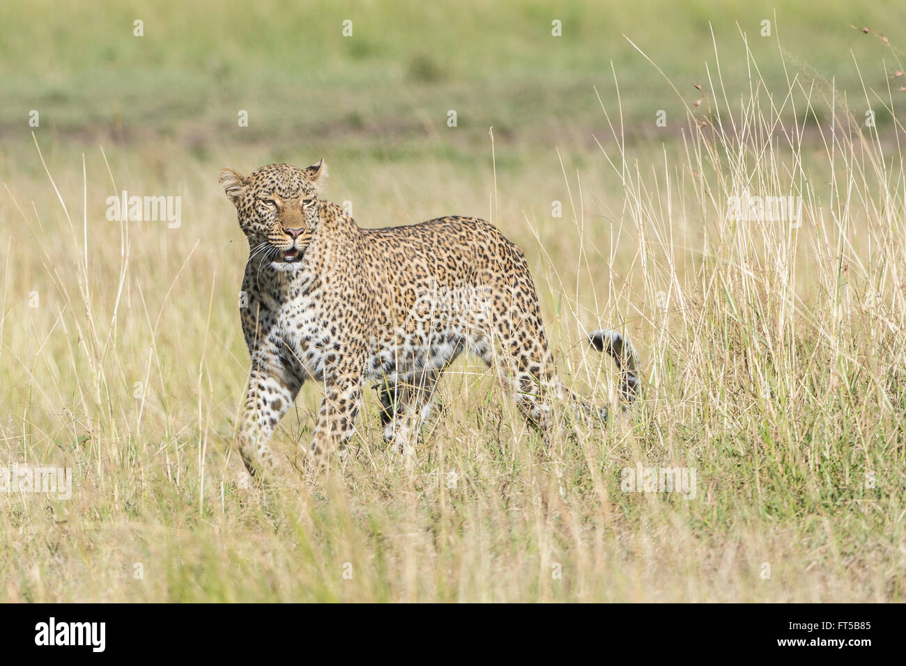 Panthera pardus illustration hi-res stock photography and images - Alamy