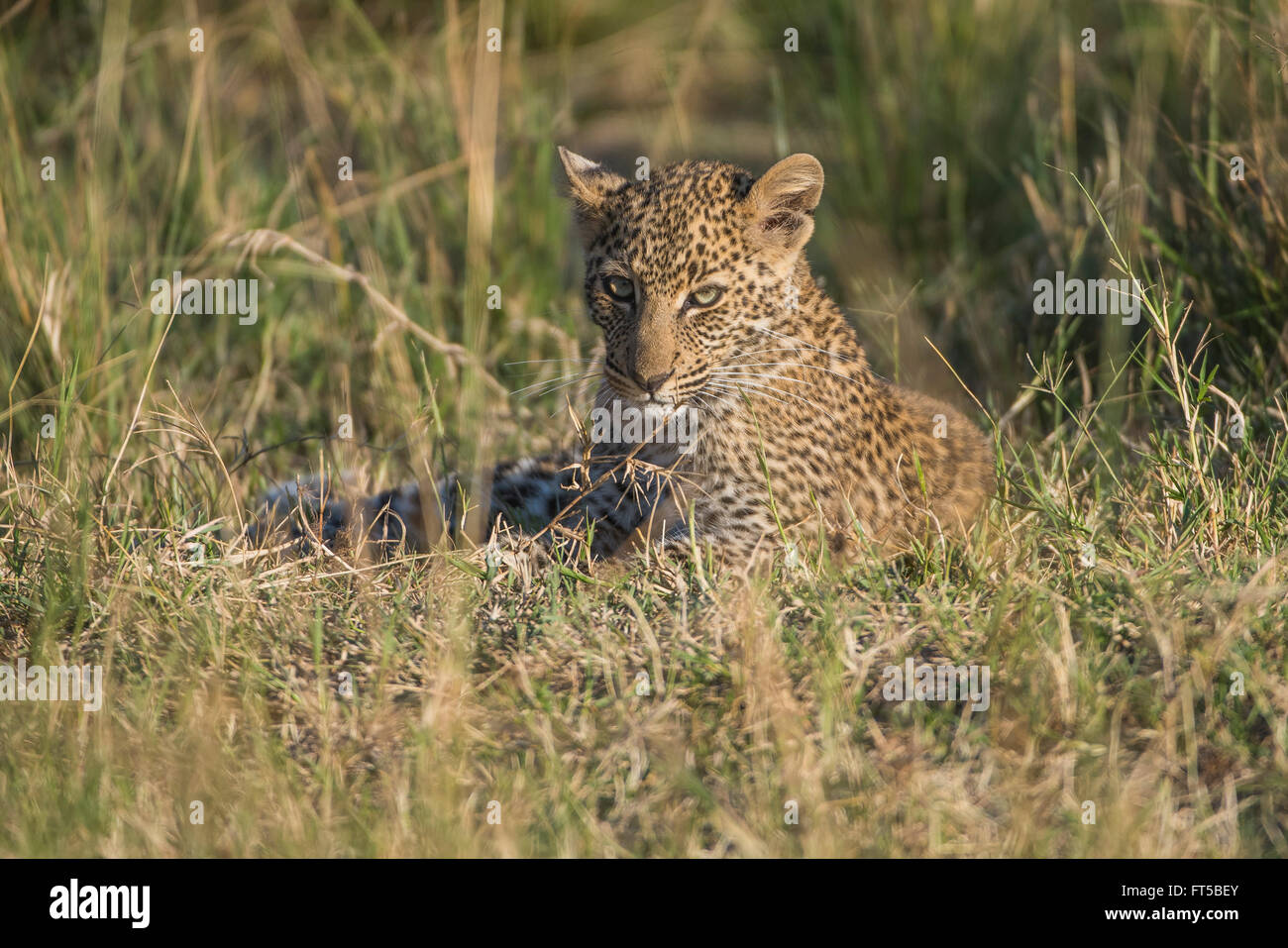 Panthera pardus illustration hi-res stock photography and images - Alamy