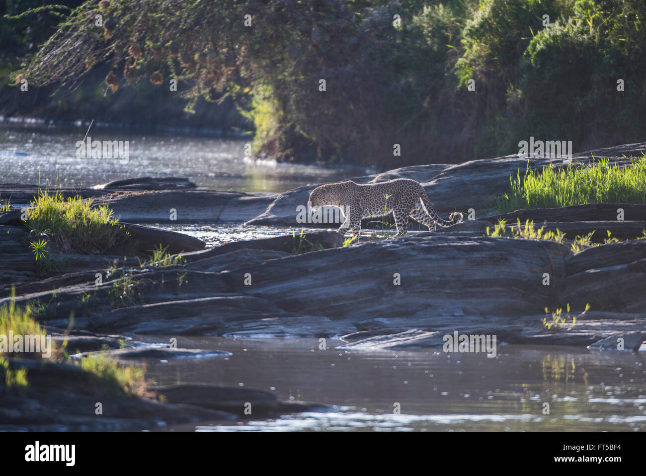 Leopard,panthera pardus, crossing a river Stock Photo - Alamy