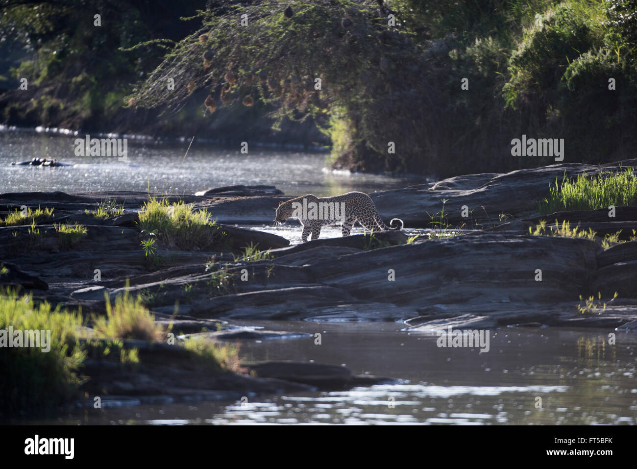 Leopard,panthera pardus, crossing a river Stock Photo - Alamy