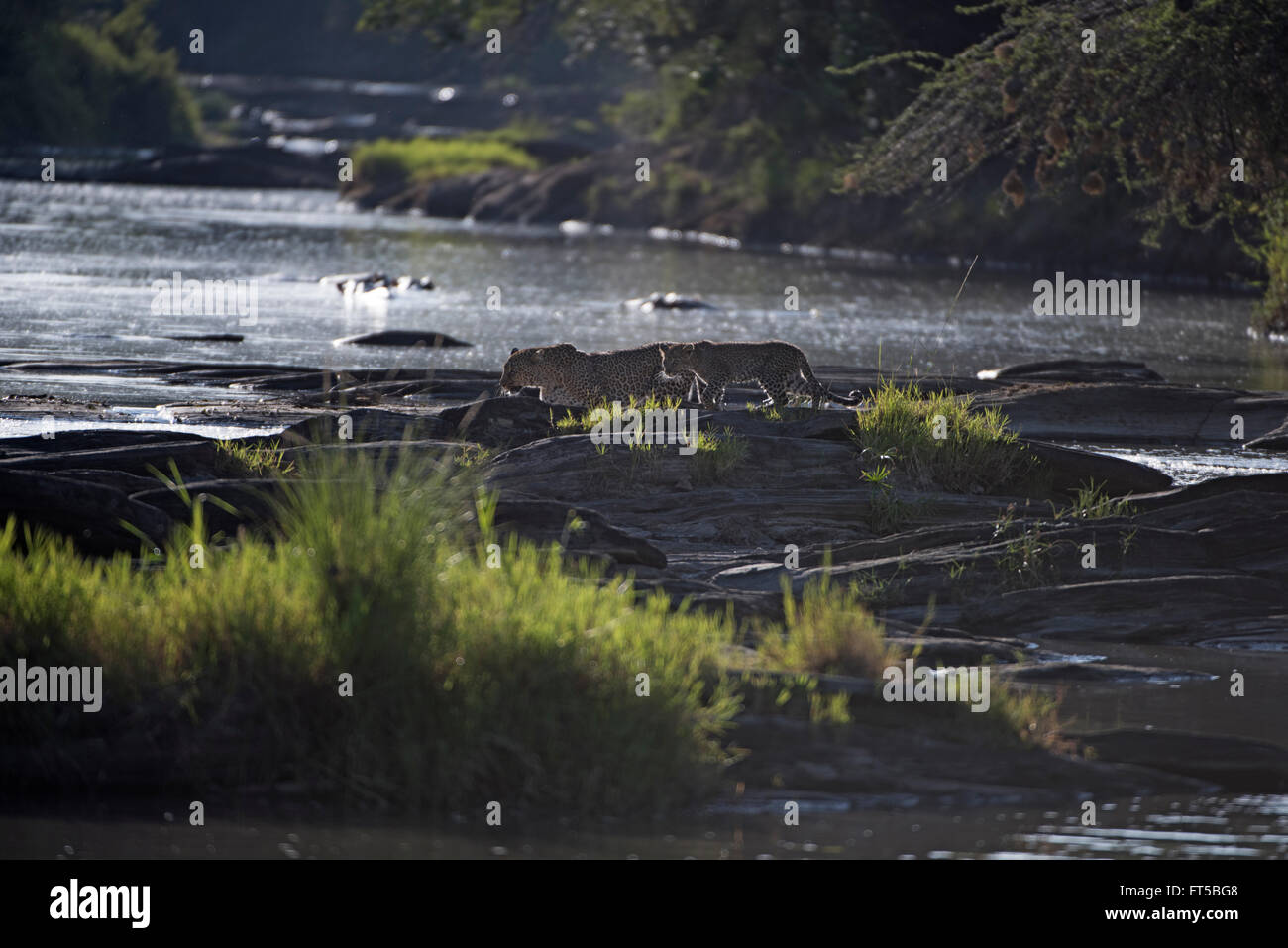 Leopard,panthera pardus, crossing a river Stock Photo - Alamy