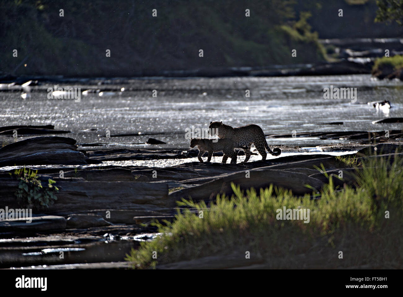 Leopard,panthera pardus, crossing a river Stock Photo - Alamy