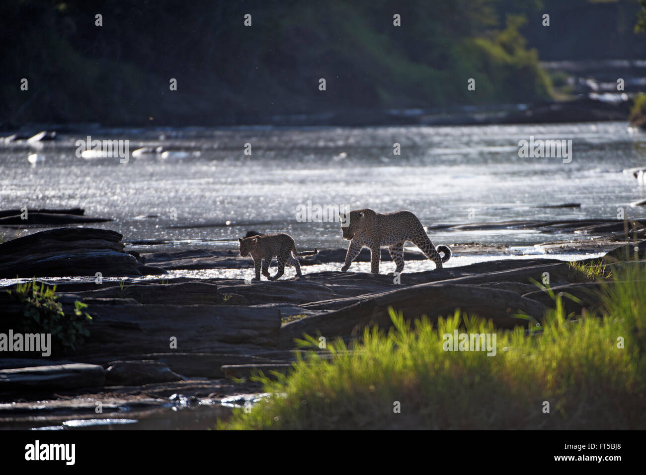 Leopard,panthera pardus, crossing a river Stock Photo - Alamy