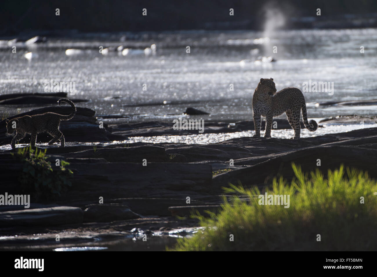 Leopard crossing a river hi-res stock photography and images - Alamy