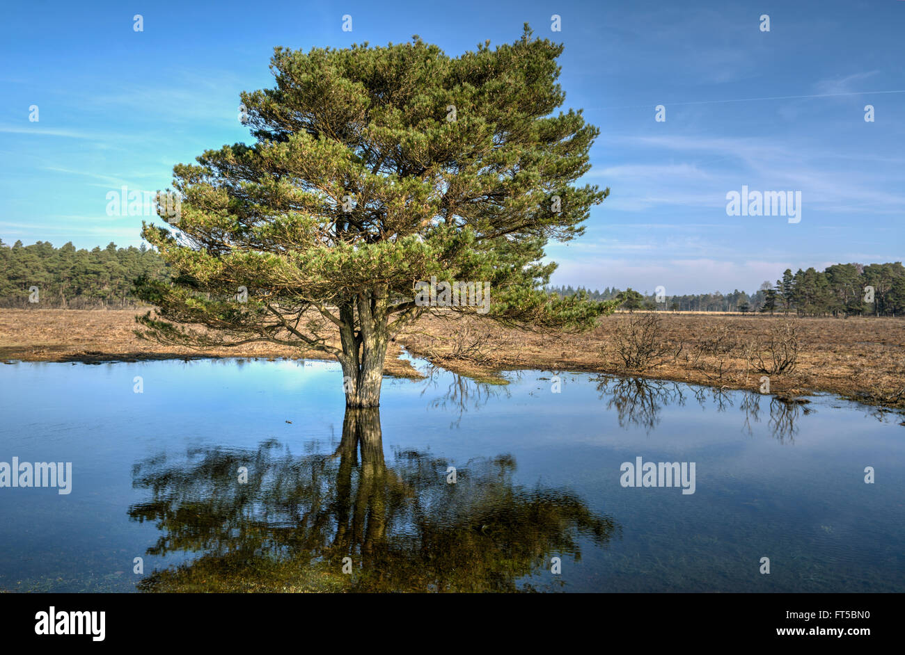 Tree in lake Stock Photo - Alamy