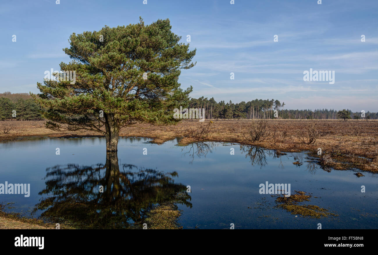 Tree in puddle Stock Photo - Alamy