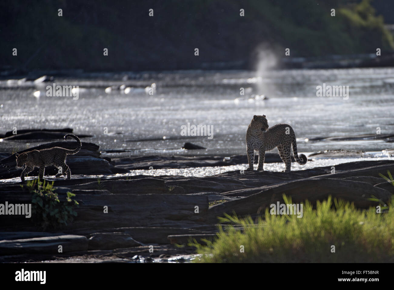 Leopard,panthera pardus, crossing a river Stock Photo - Alamy