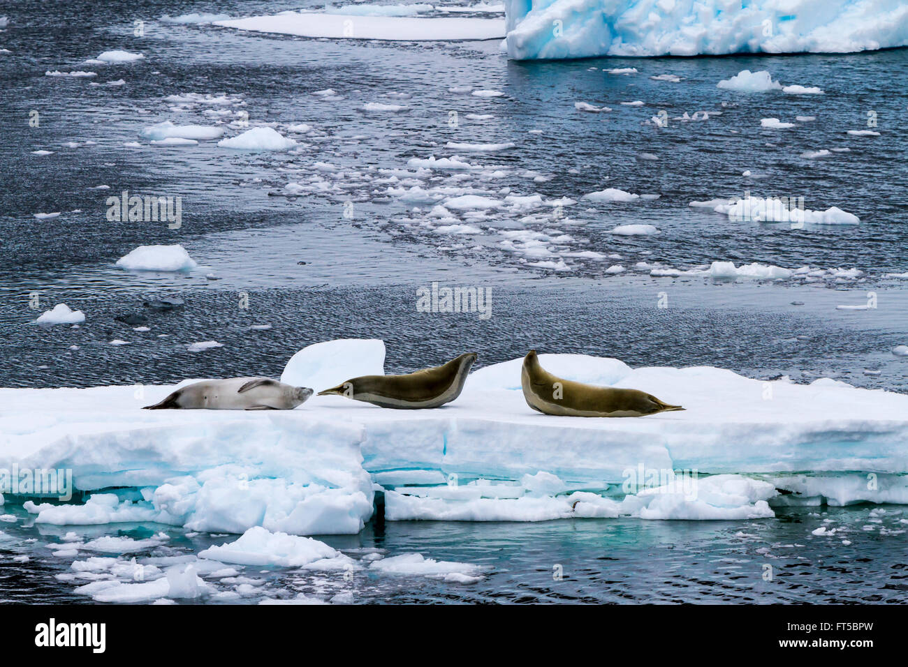 Seals hauled out and resting on ice-flows in the waters of the ...