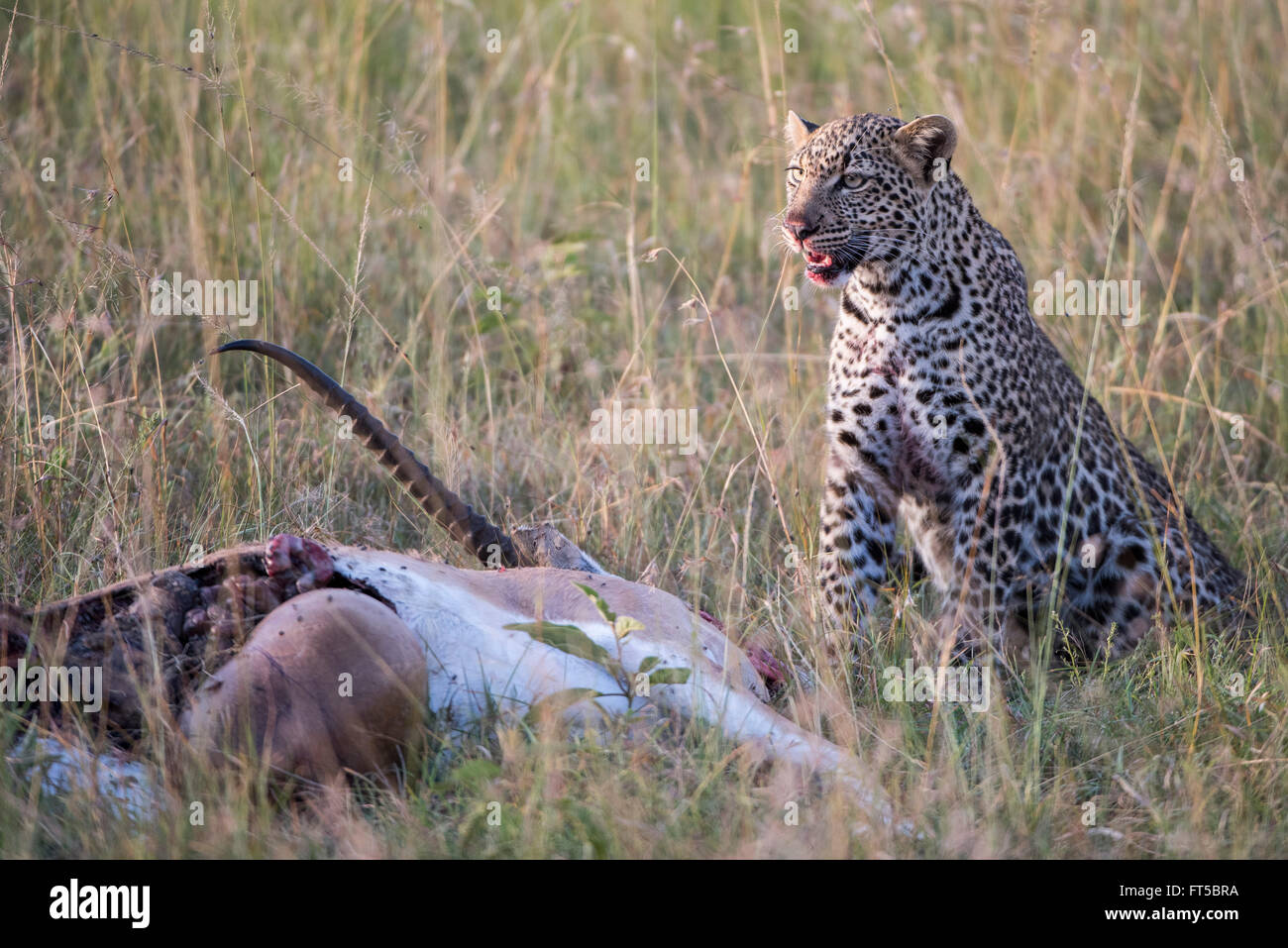 Black panth hi-res stock photography and images - Alamy