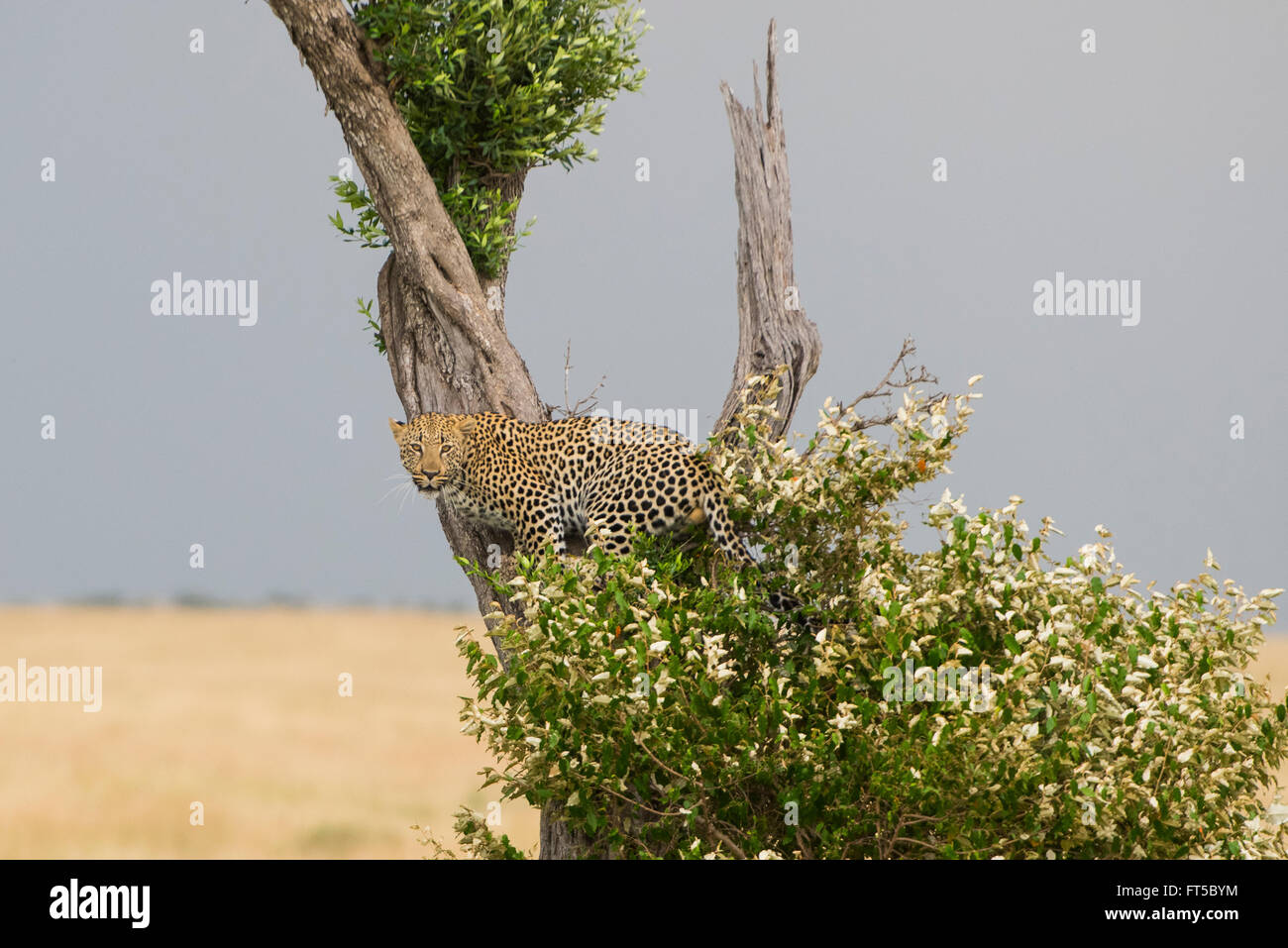 leopard,panthera pardus,on a tree Stock Photo - Alamy