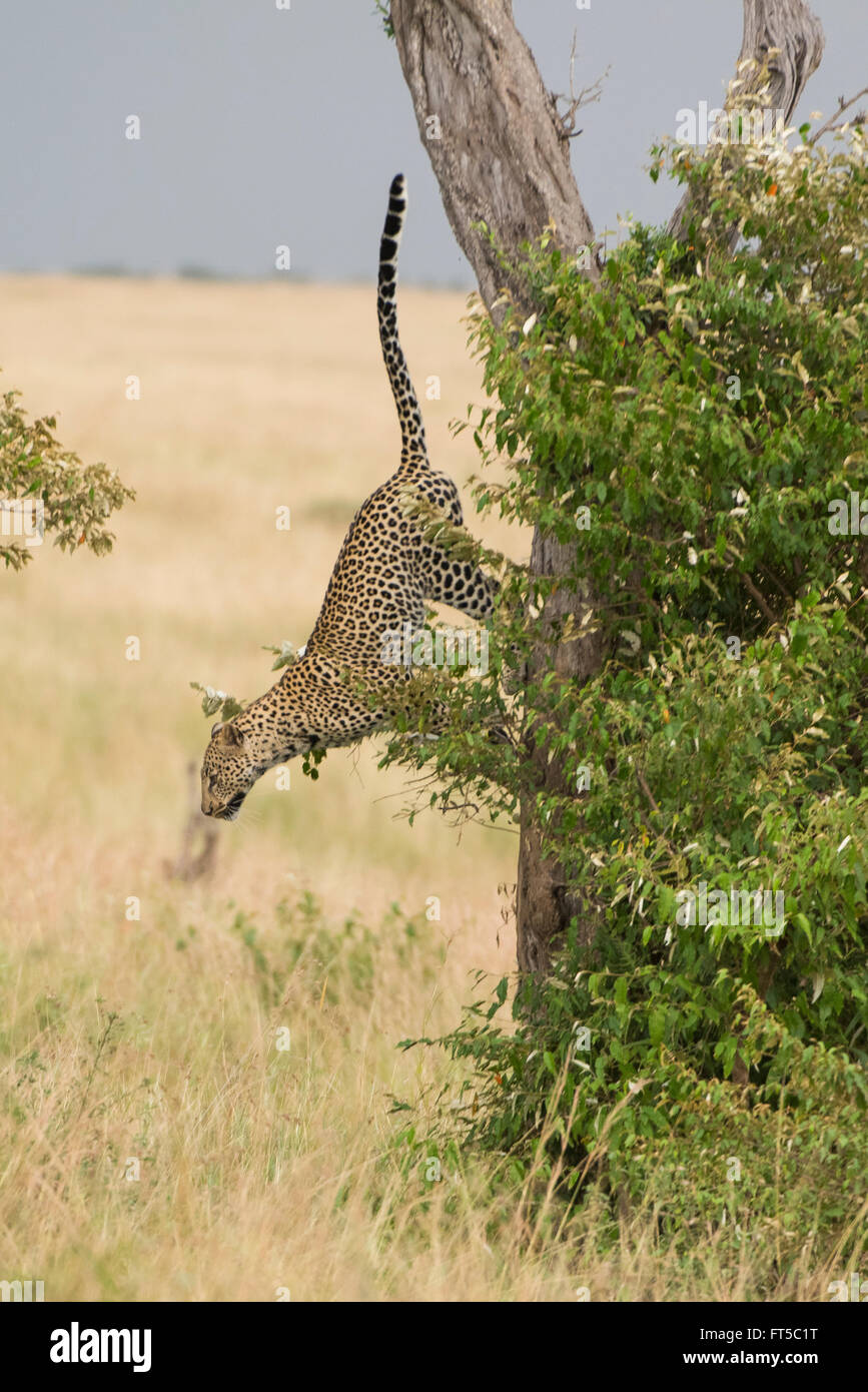 Black leopard tree panther hi-res stock photography and images - Alamy