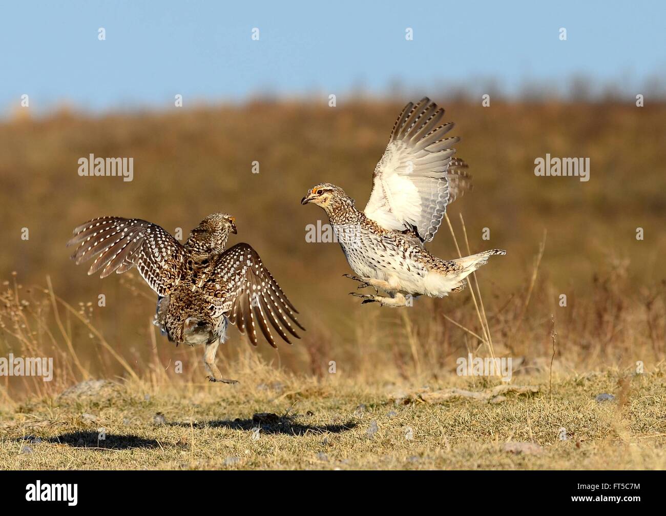 Lek dance mating ritual hi-res stock photography and images - Alamy