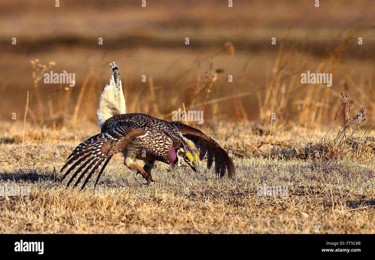 Sharp-tailed Grouse perform mating displays in a lek along the Prairie ...