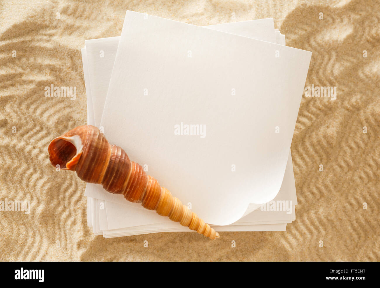 Seashell in sand hi-res stock photography and images - Alamy