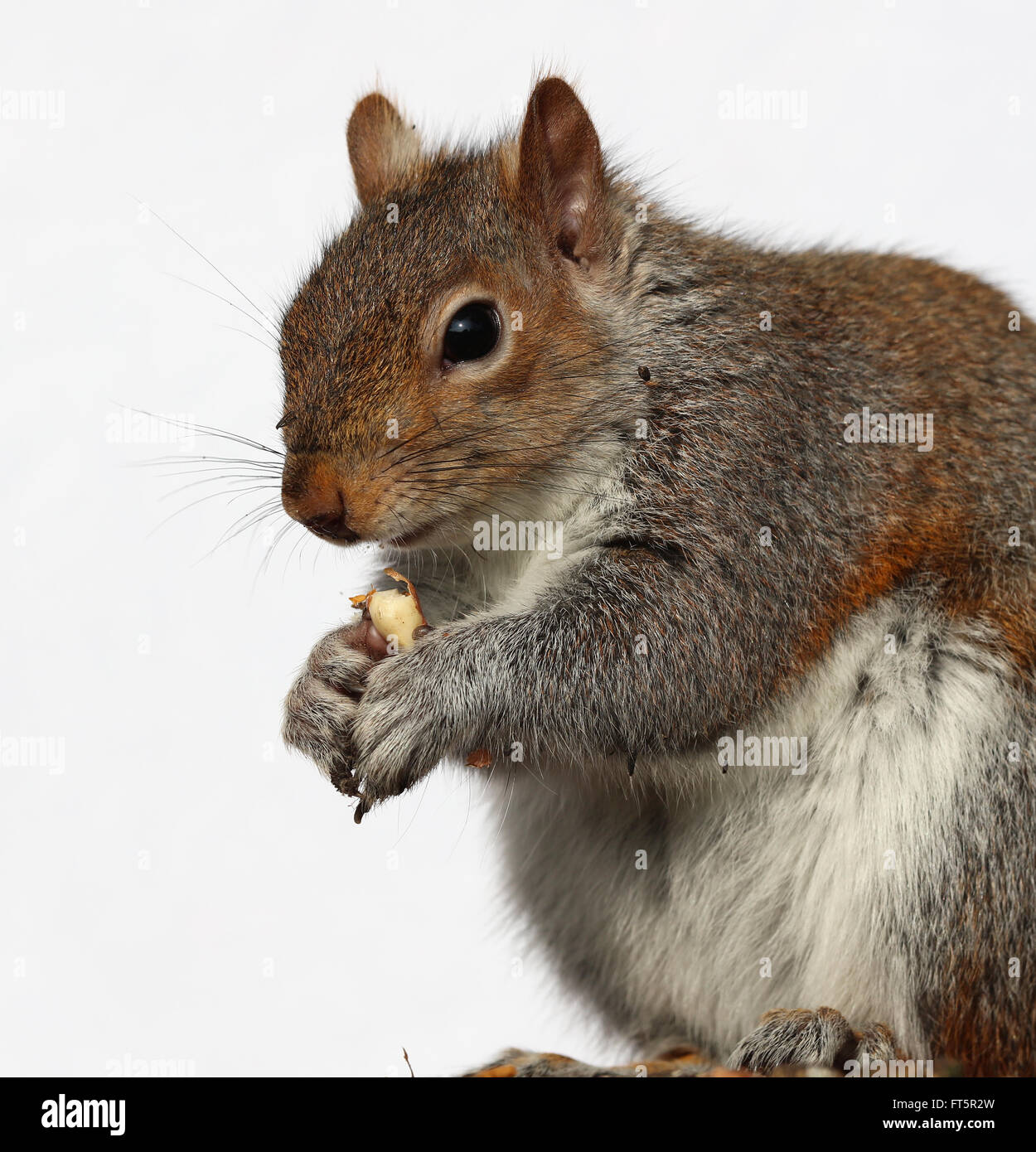 Squirrel with peanuts hi-res stock photography and images - Alamy