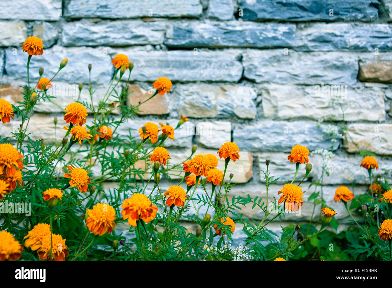 Marigolds against stone wall in Nepal Stock Photo - Alamy