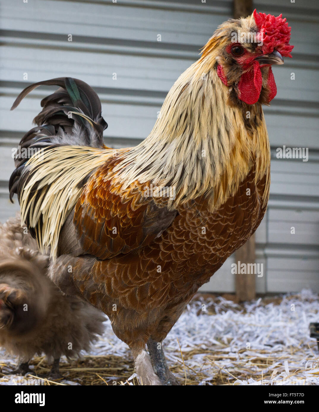 Free range multi coloured rooster in farmyard Stock Photo - Alamy