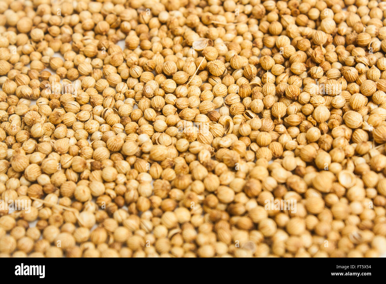 Pile of Coriander Seeds (Coriandrum sp.) Stock Photo Stock Photo - Alamy