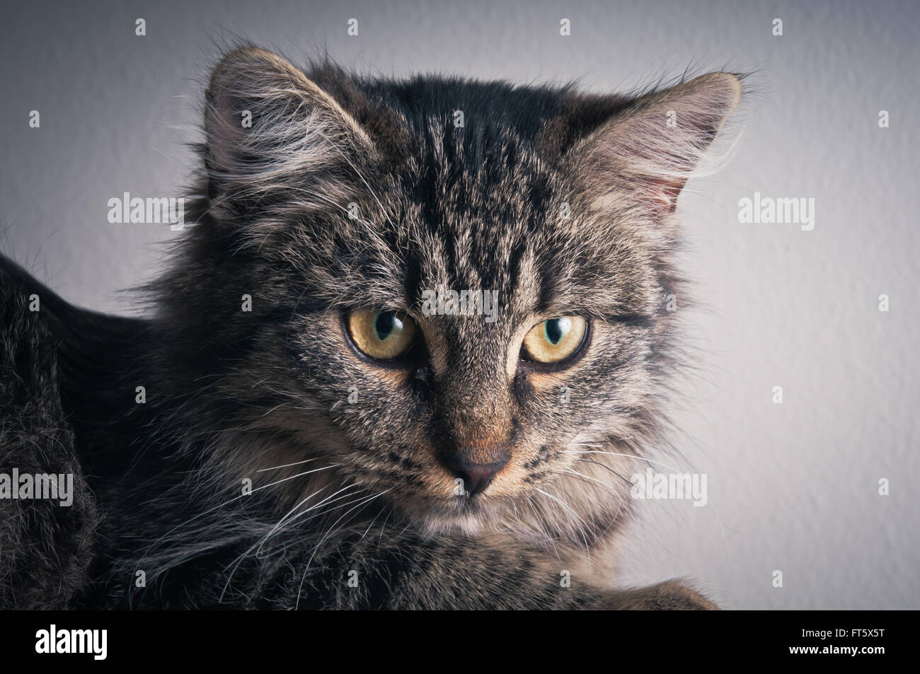 European cat hi-res stock photography and images - Alamy