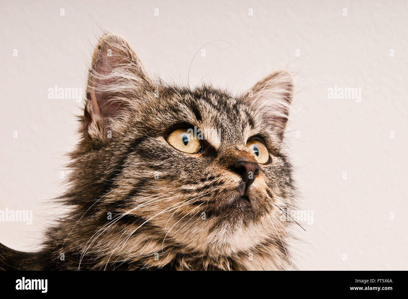domestic European crossbreed cat Stock Photo - Alamy